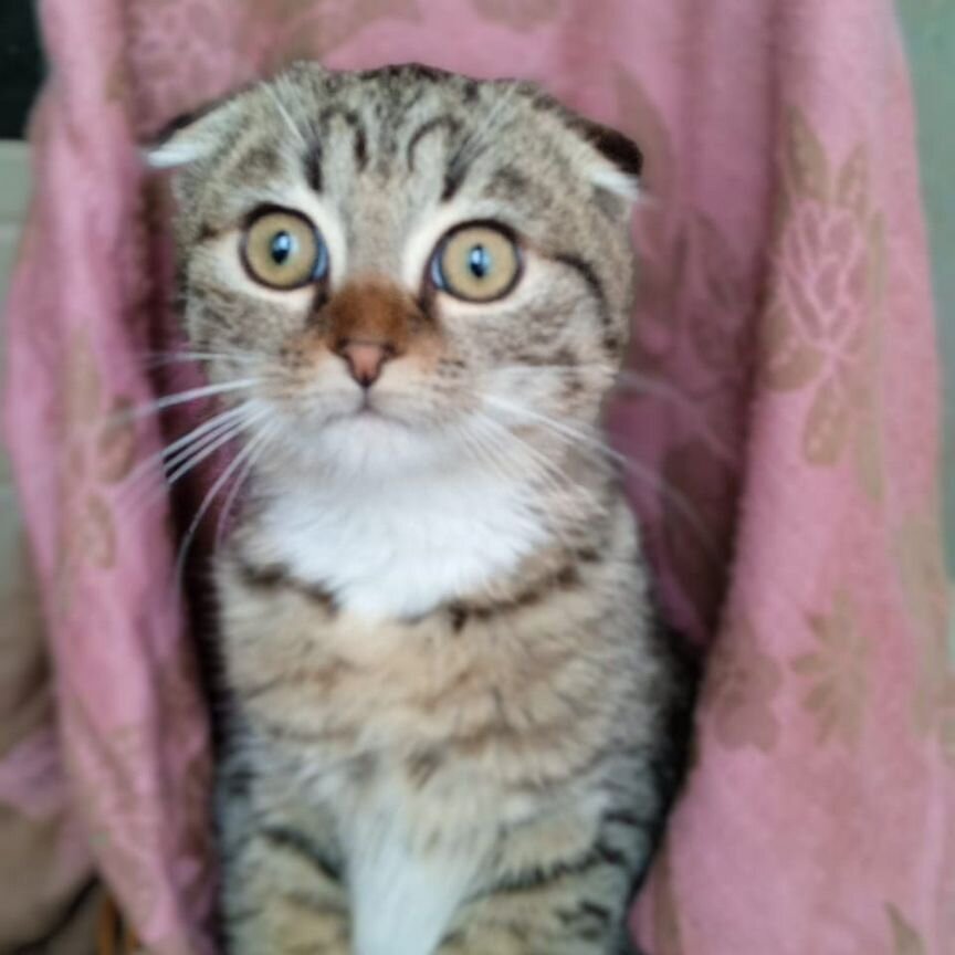 Котик 3 месяца вислоухий