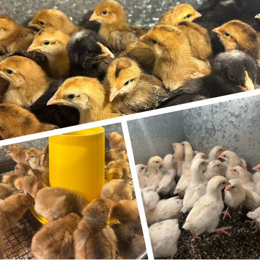 Цыплята несушки