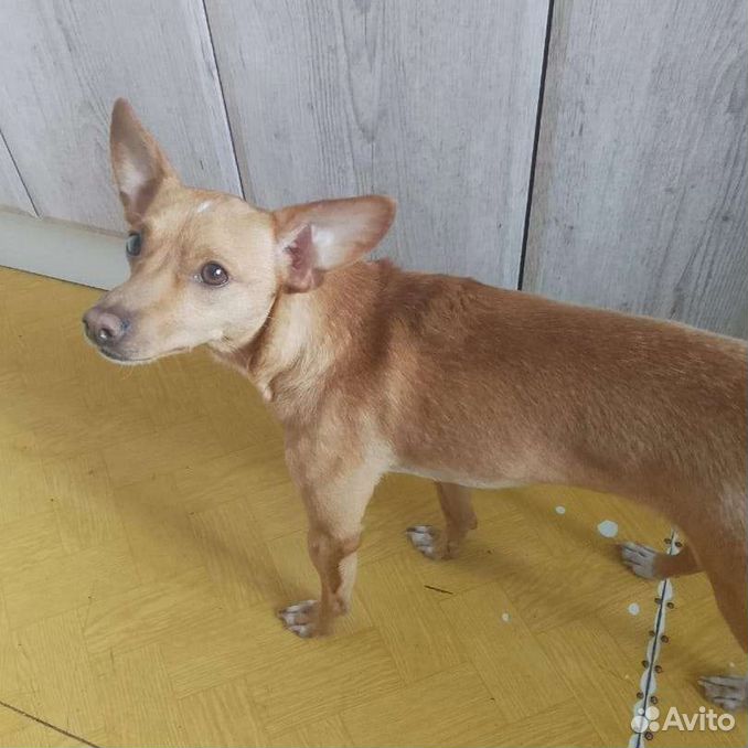 Метис пинчера