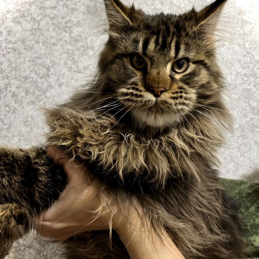 Мейн-кун котёнок