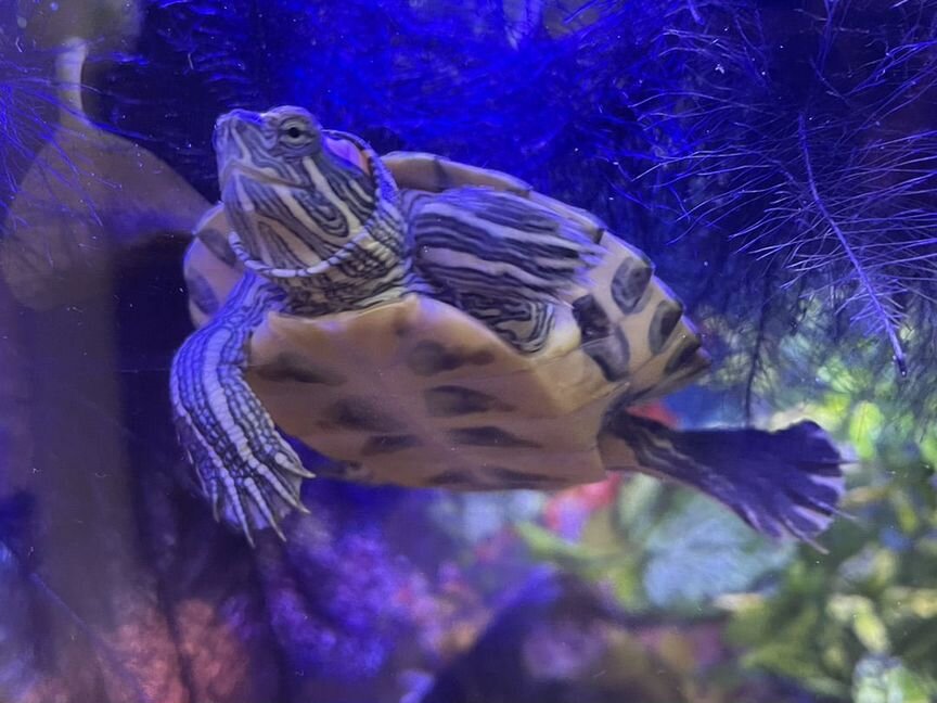 Красноухая черепаха