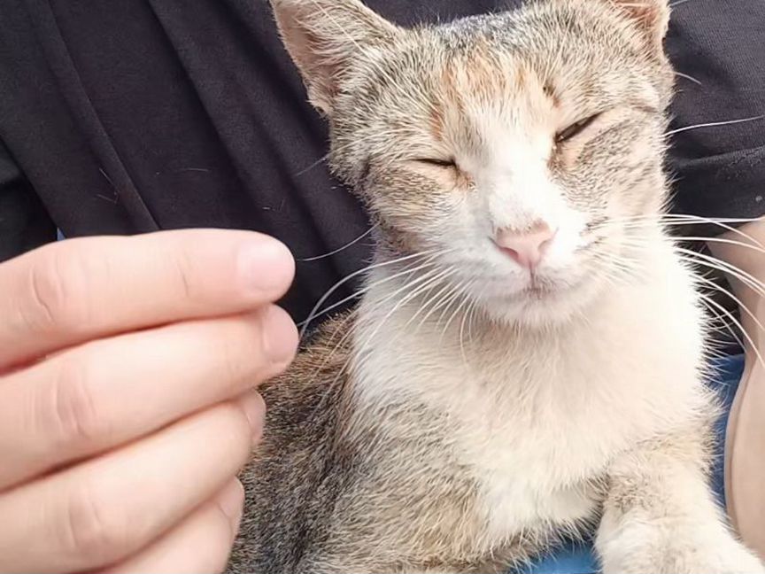 Кошка