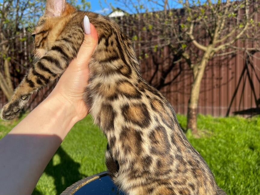 Бенгальские котята, кошечка Шарлота