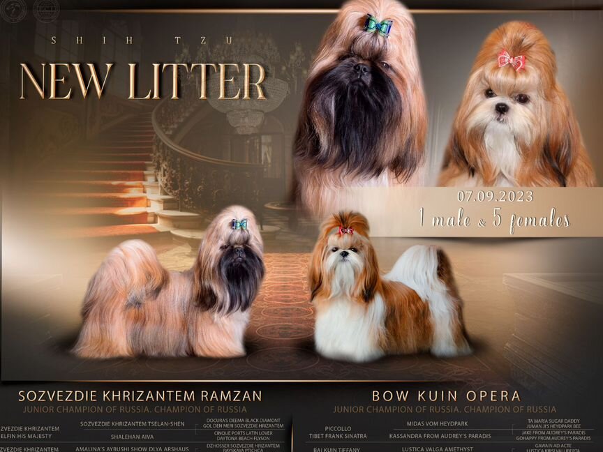 Щенки ши-тцу РКФ от красивой пары