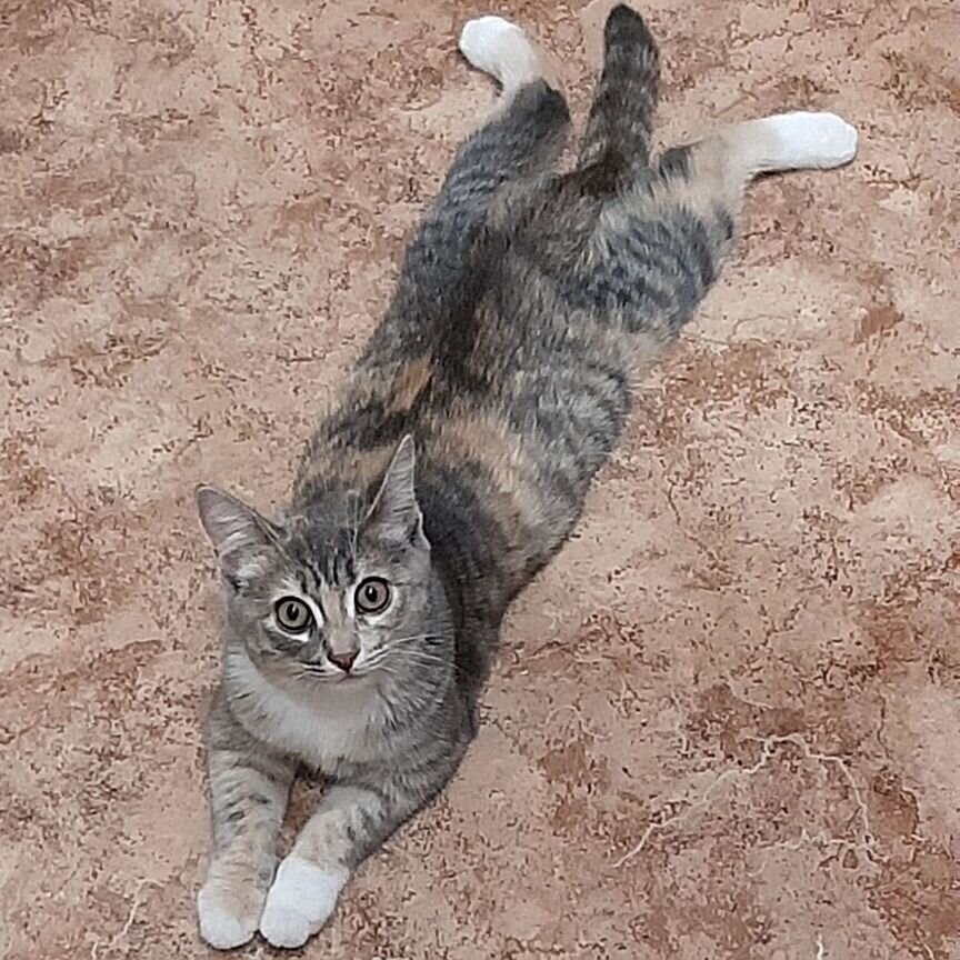 Котёнок в добрые руки