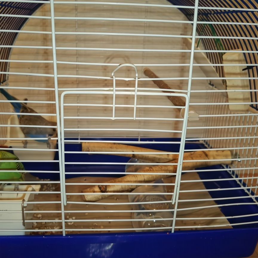 Волнистые попугаи