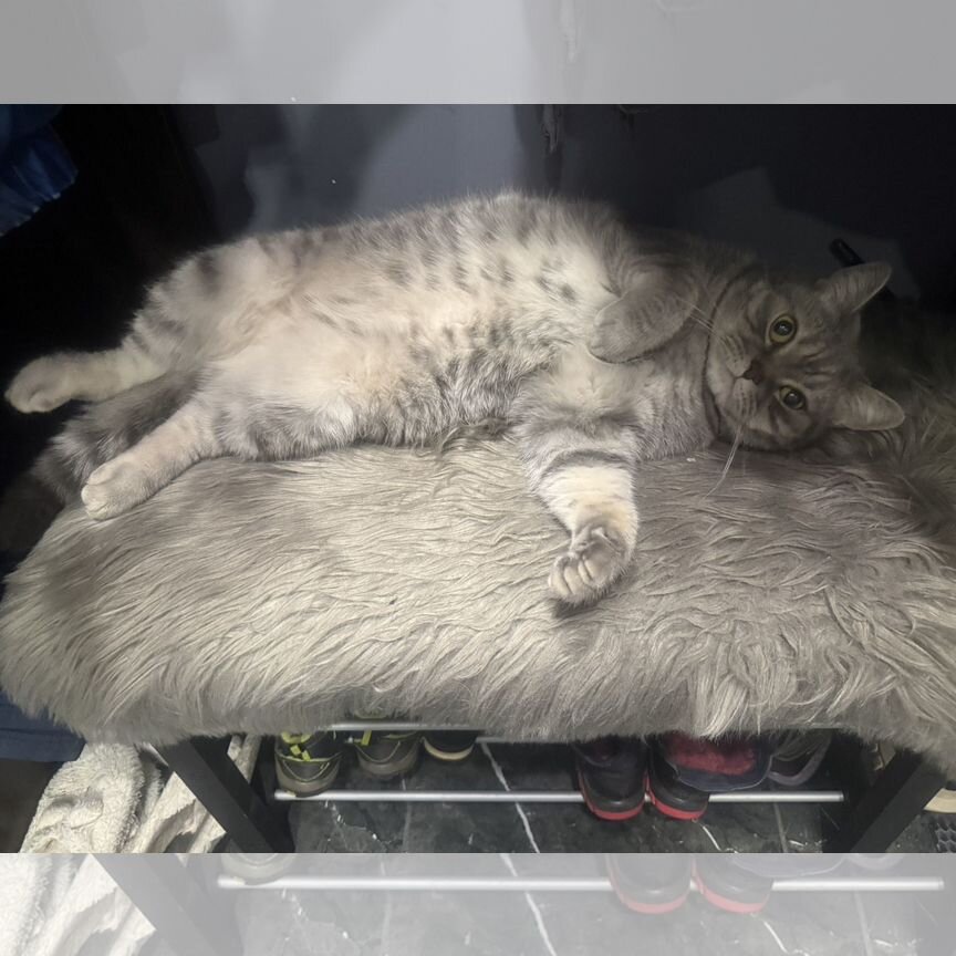 Британский длинношёрстный, взрослый кот