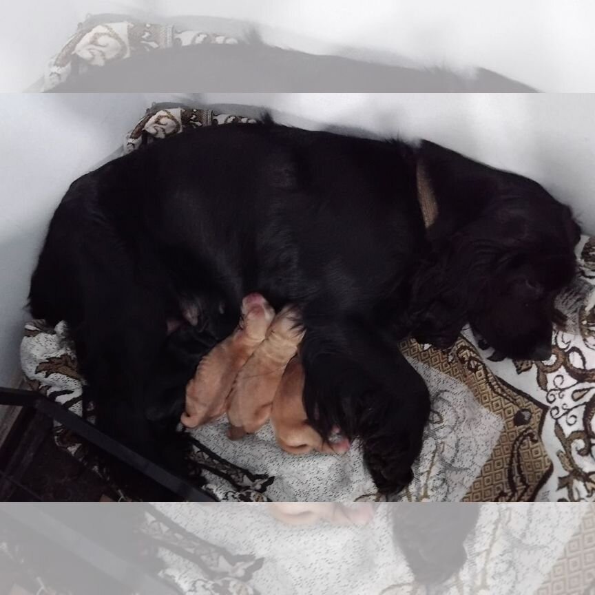 Русский охотничий спаниель, щенок