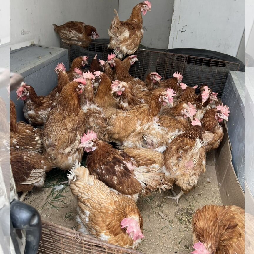 Куры несушки