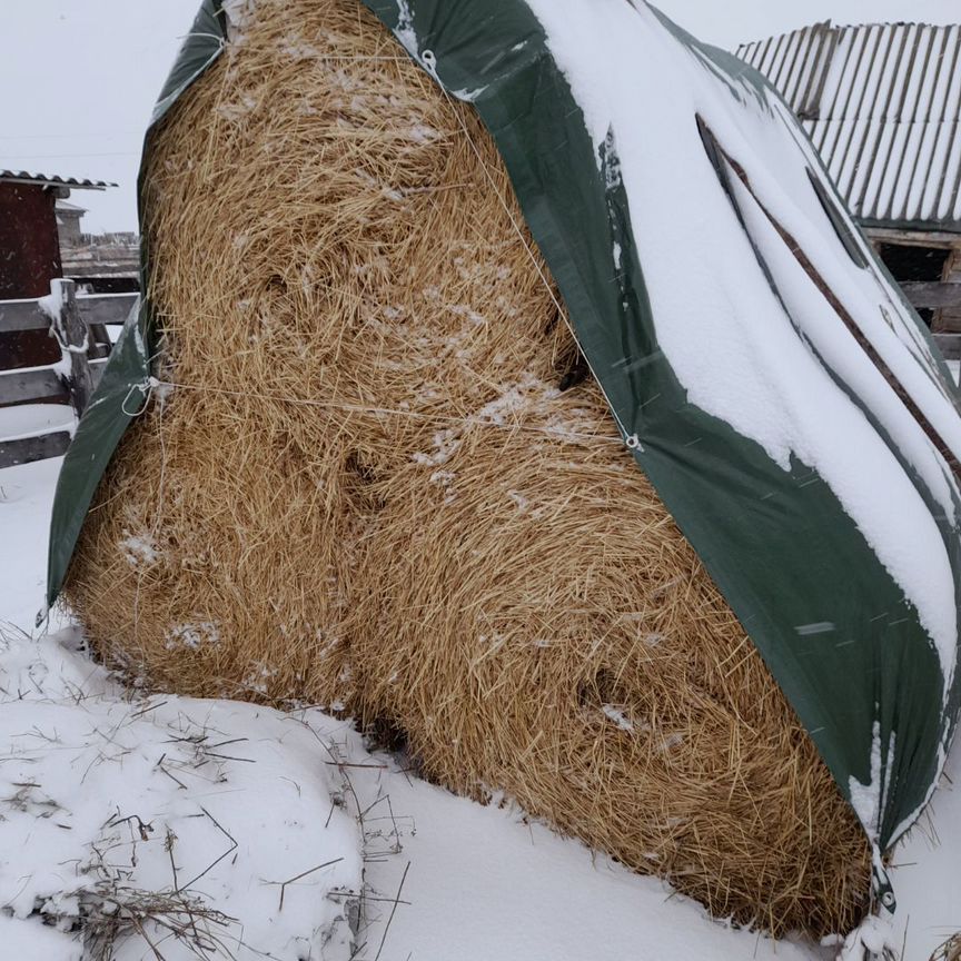 Сено солома в рулонах
