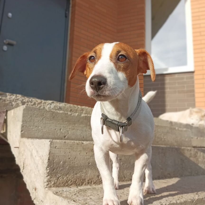 Джек рассел