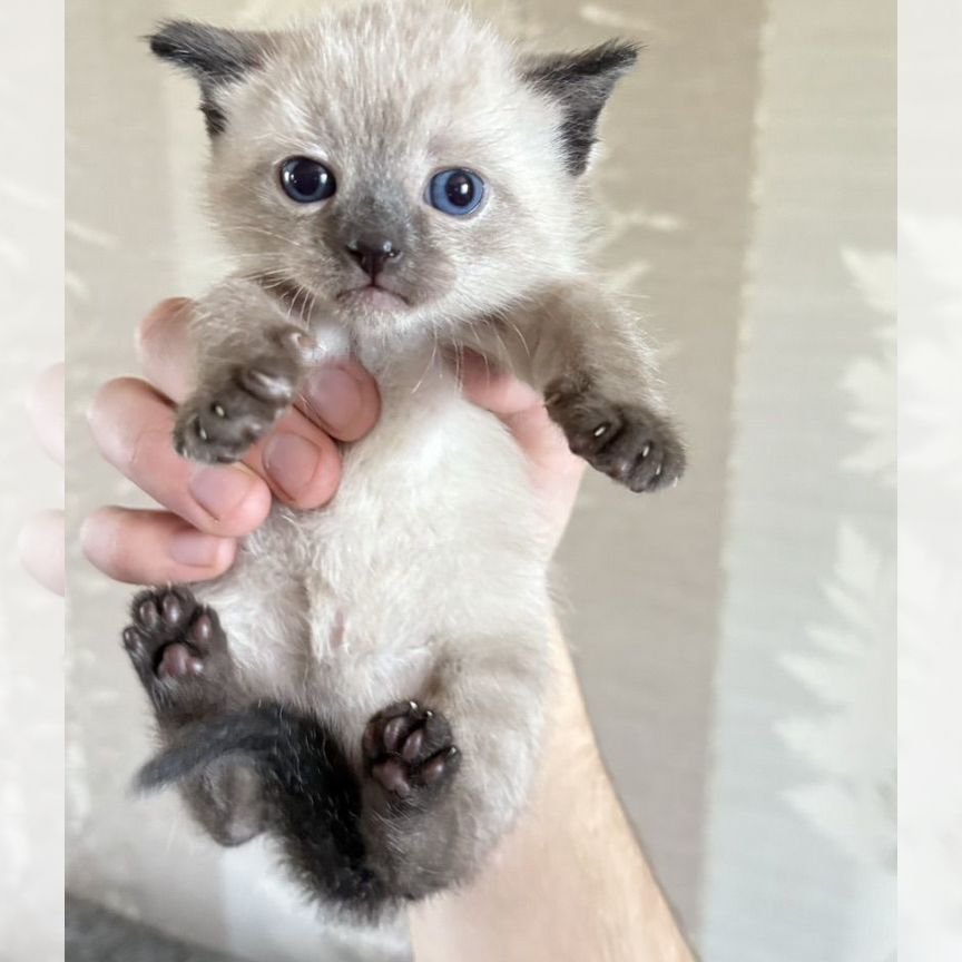 Котенок рэгдолл