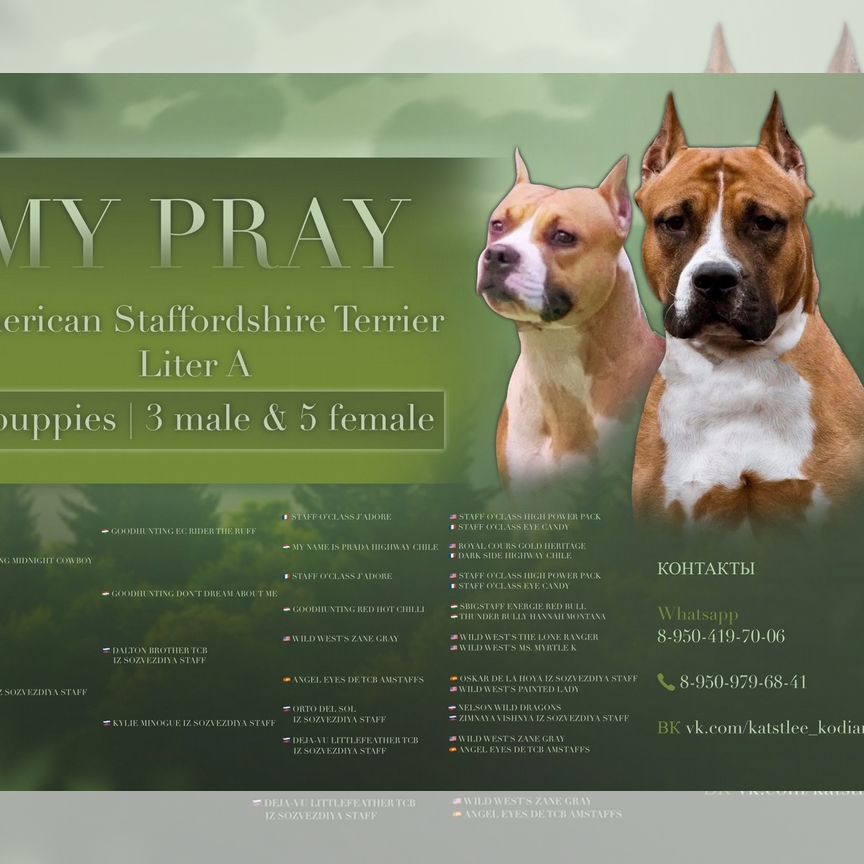 Американский стаффордширский терьер, щенок