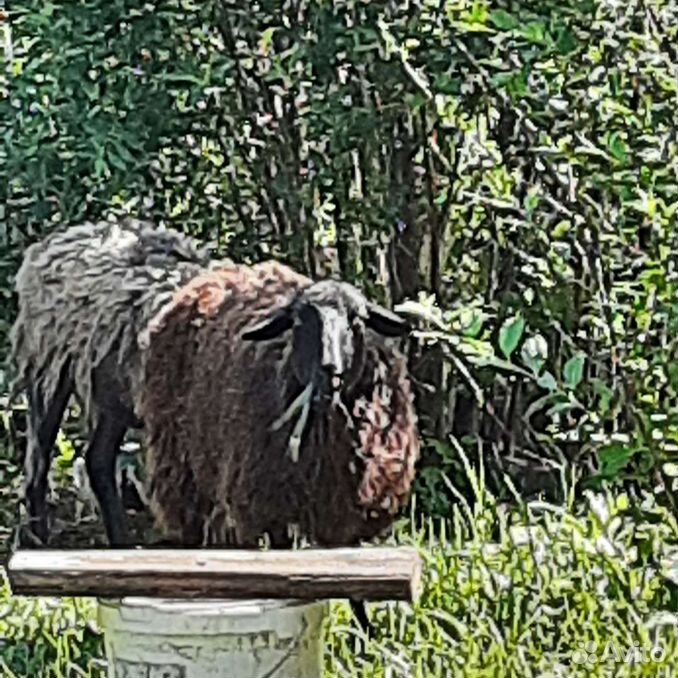 Овцы бараны