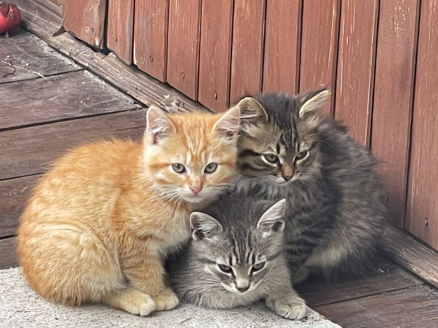 Отдам котят