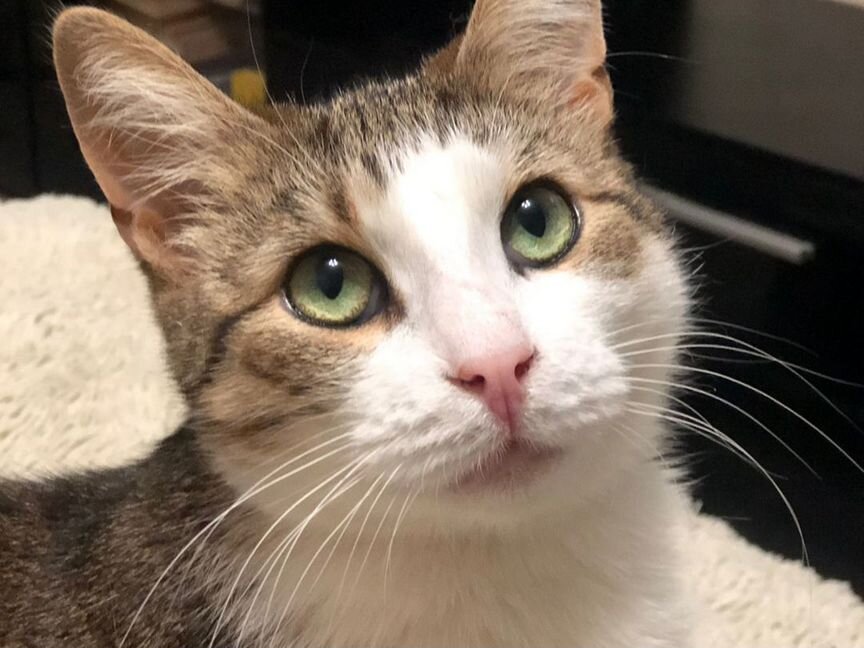 Кошечка Лолита