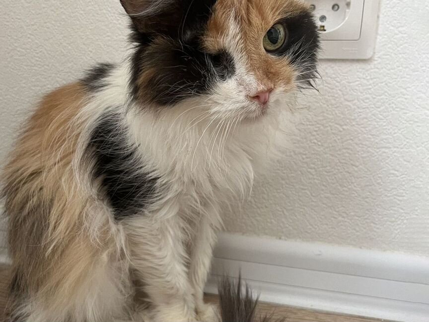 Уникальный представитель кошачьих