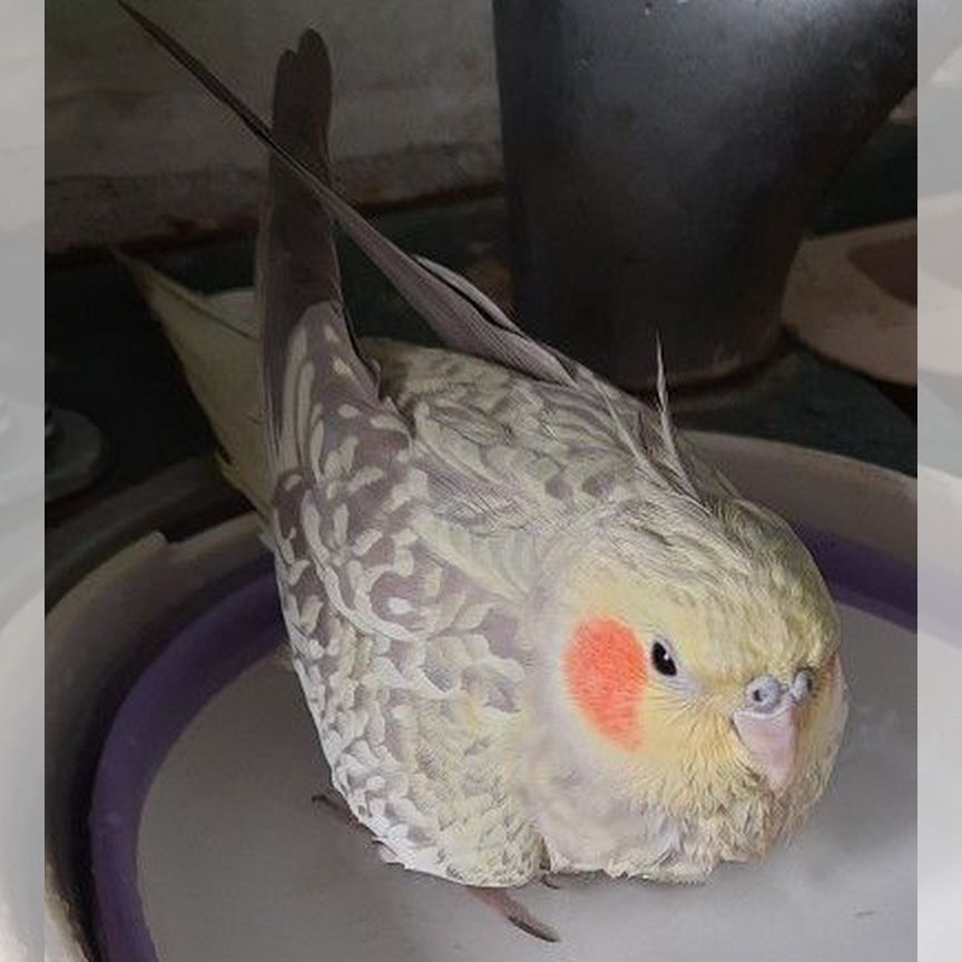 Попугай корелла, самка 5лет