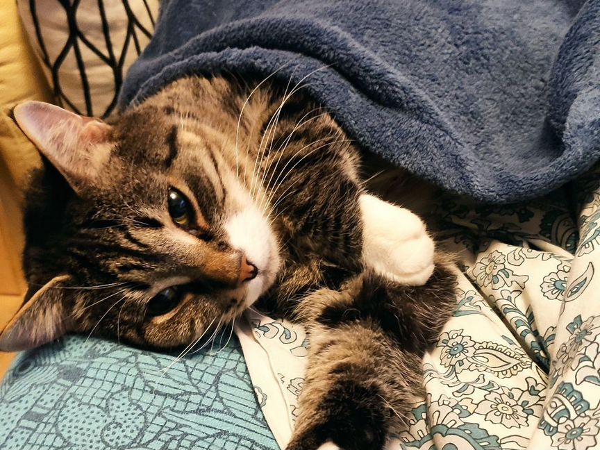 Кот в добрые руки