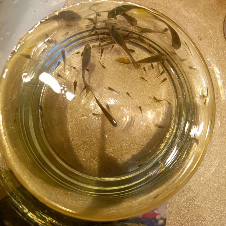 Рыбки гуппи