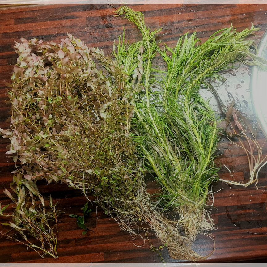 Аквариумные растения, прополка