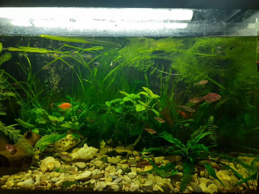 Сомик - Анцитрус