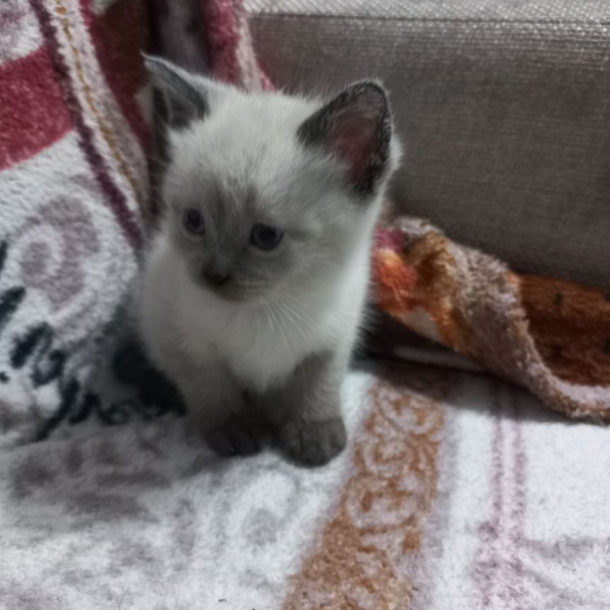 Котята в добрые руки бесплатно