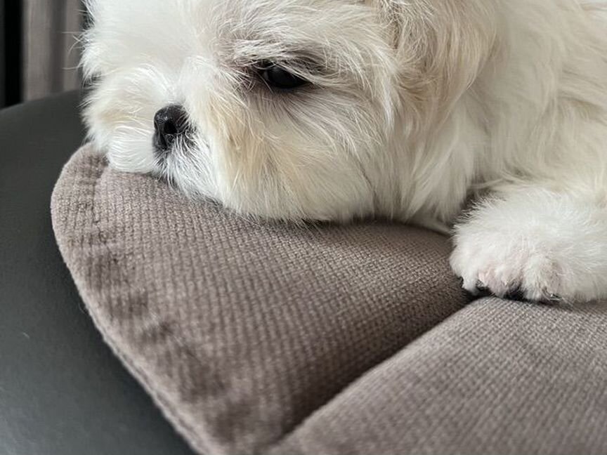 Мальтезе-мини в корейском типе