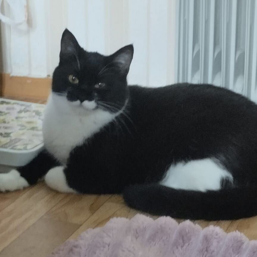 Кошка