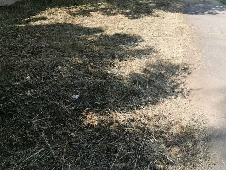 Сено луговое