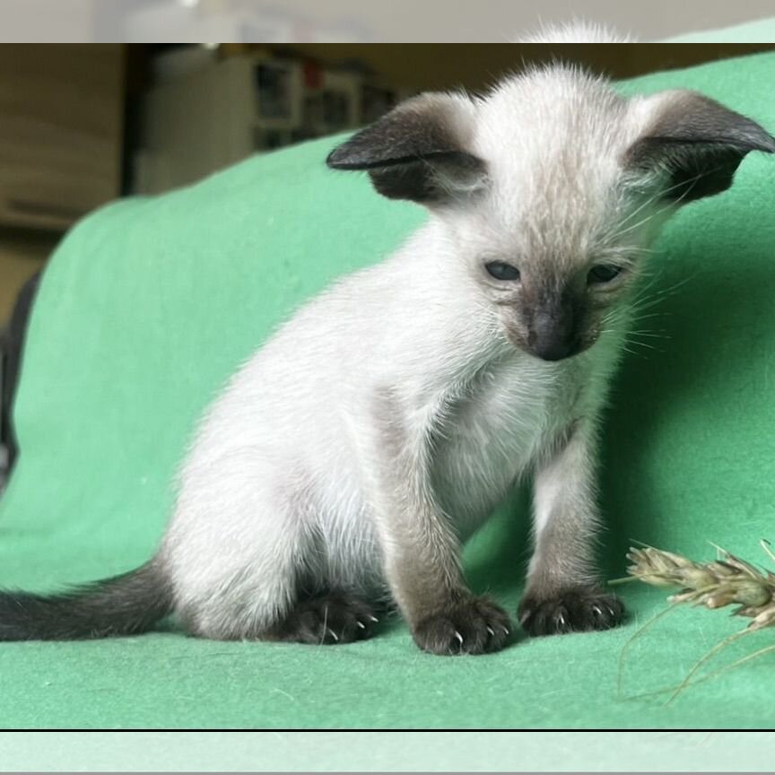 Сиамочка ориентальная