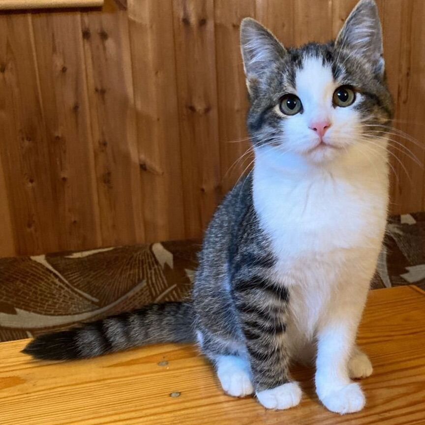 Котёнок в добрые руки