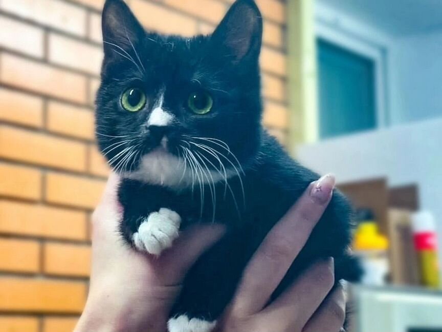 Котик в поисках дома