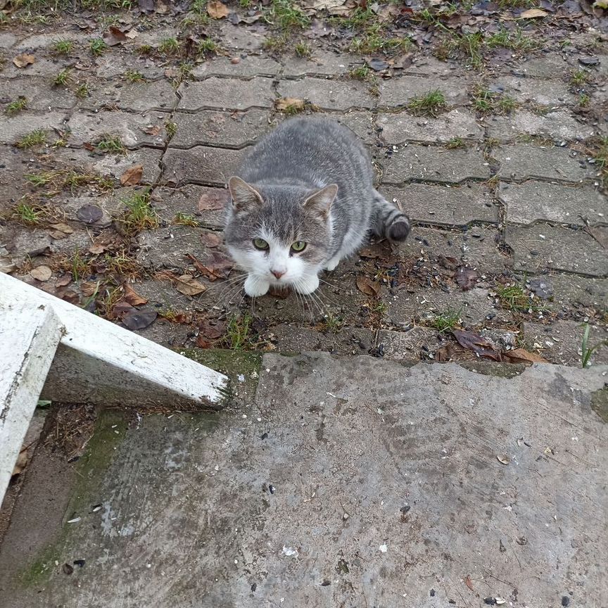 Котище в хорошие руки