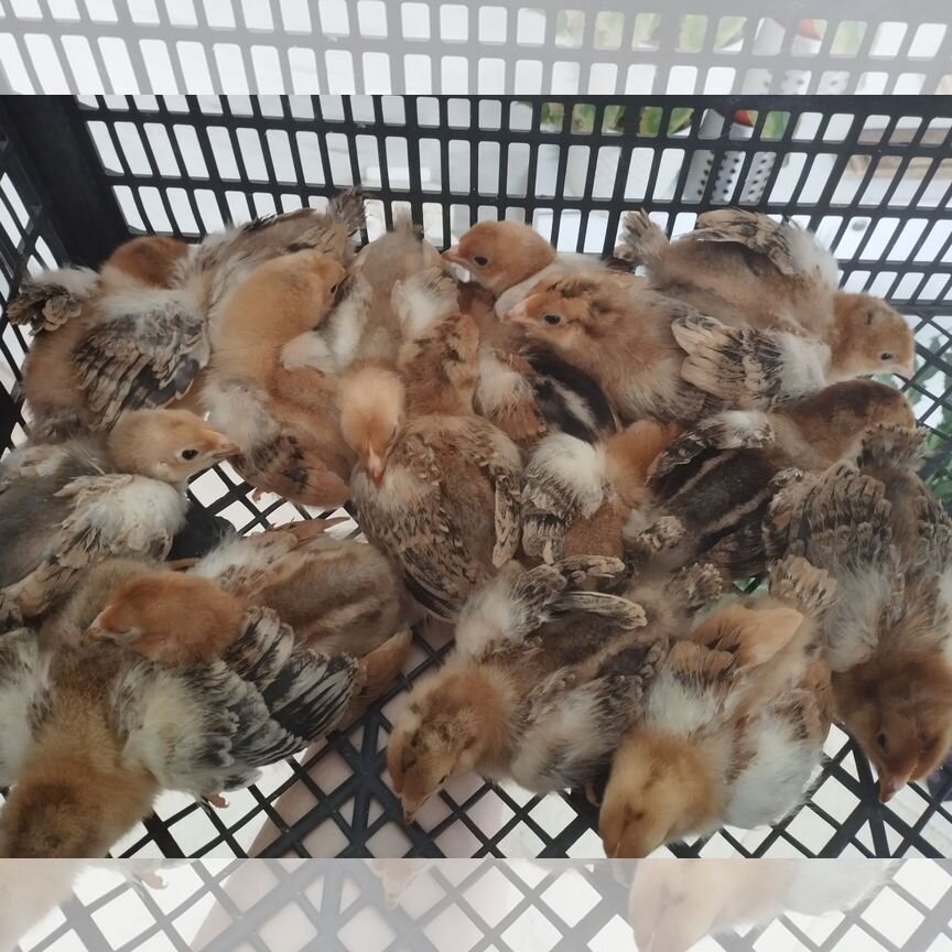 Цыплята петушки