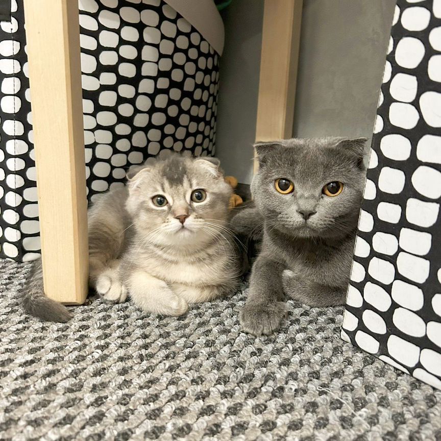 Шотландская вислоухая кошка 1,8 лет