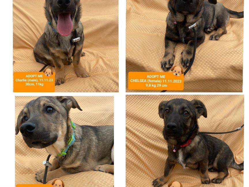 Маленькие щенки на коротких лапках