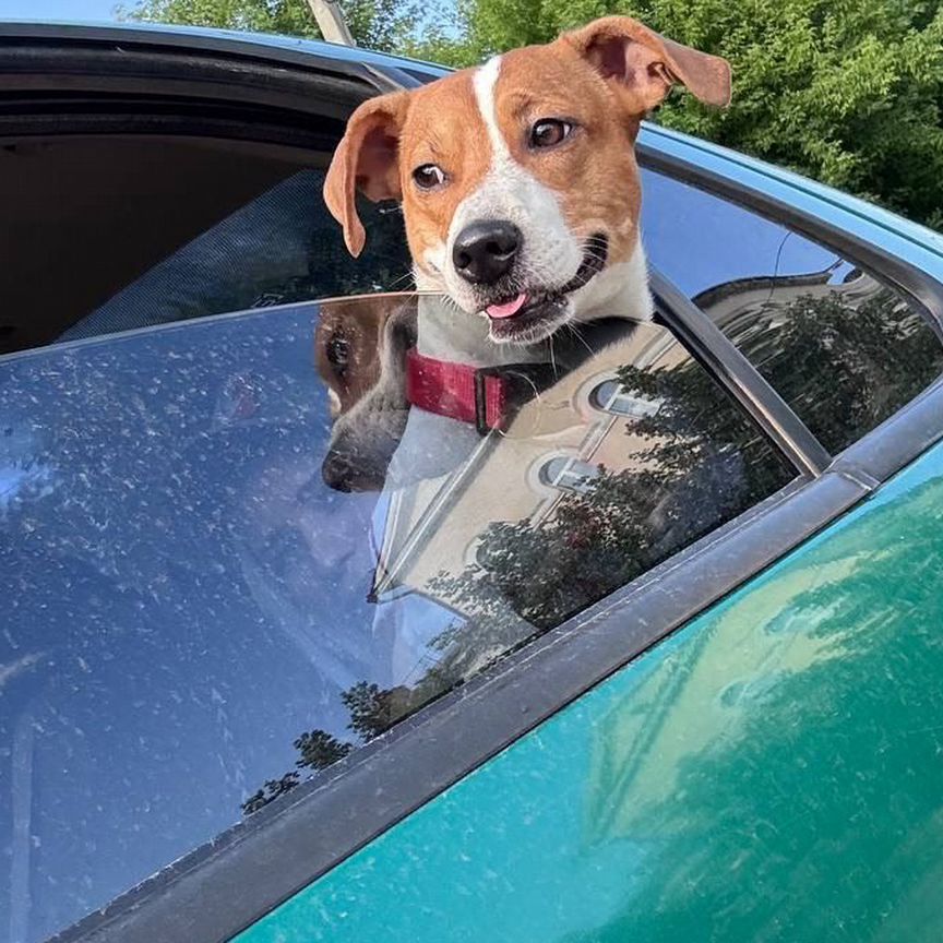 Джек-рассел-терьер, вязка