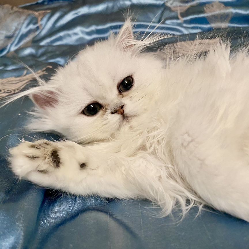 Котята британские шиншилла