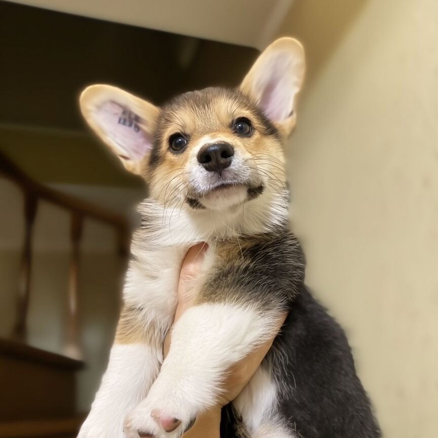 Вельш Корги Пемброк, щенок