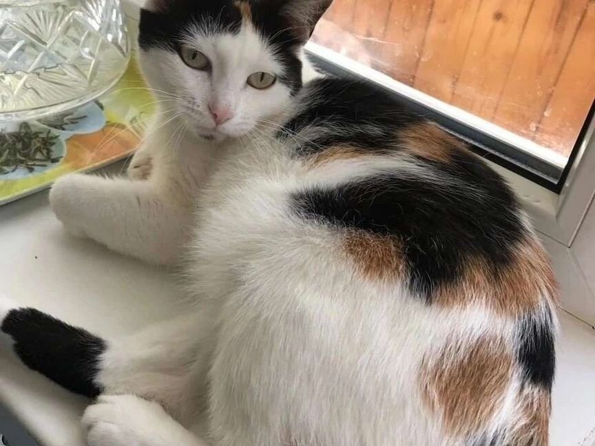 Кошечка Алиса