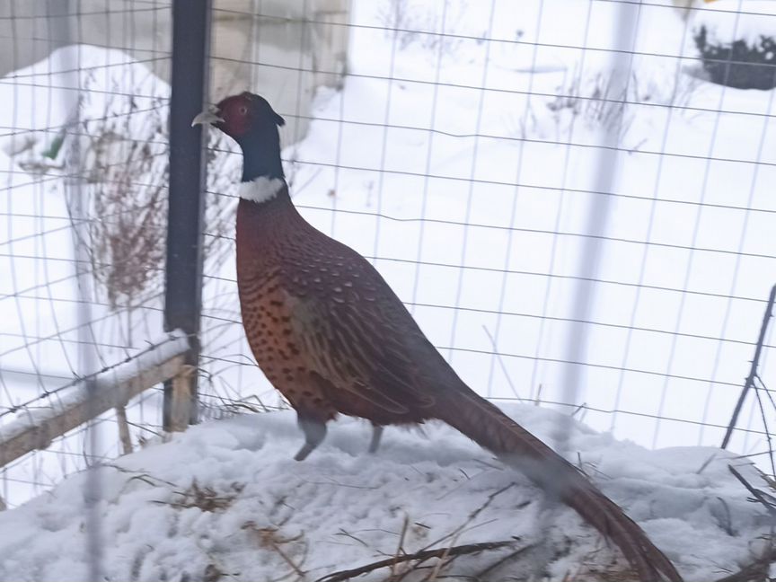 Фазан охотничий