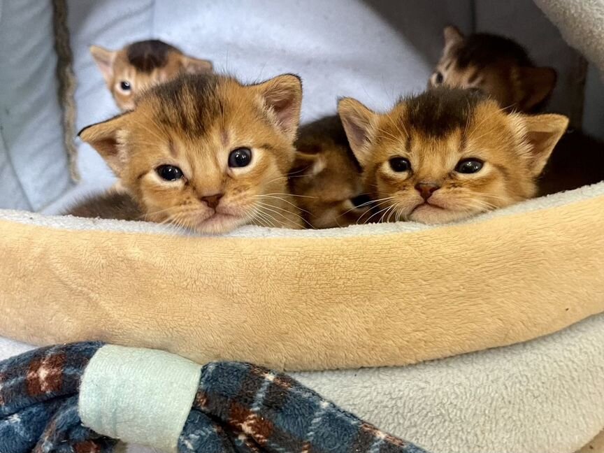 Абиссинское котята