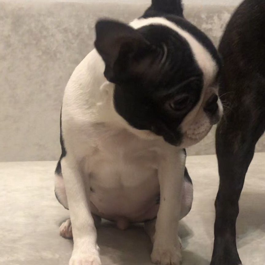 Бостон-терьер, щенок