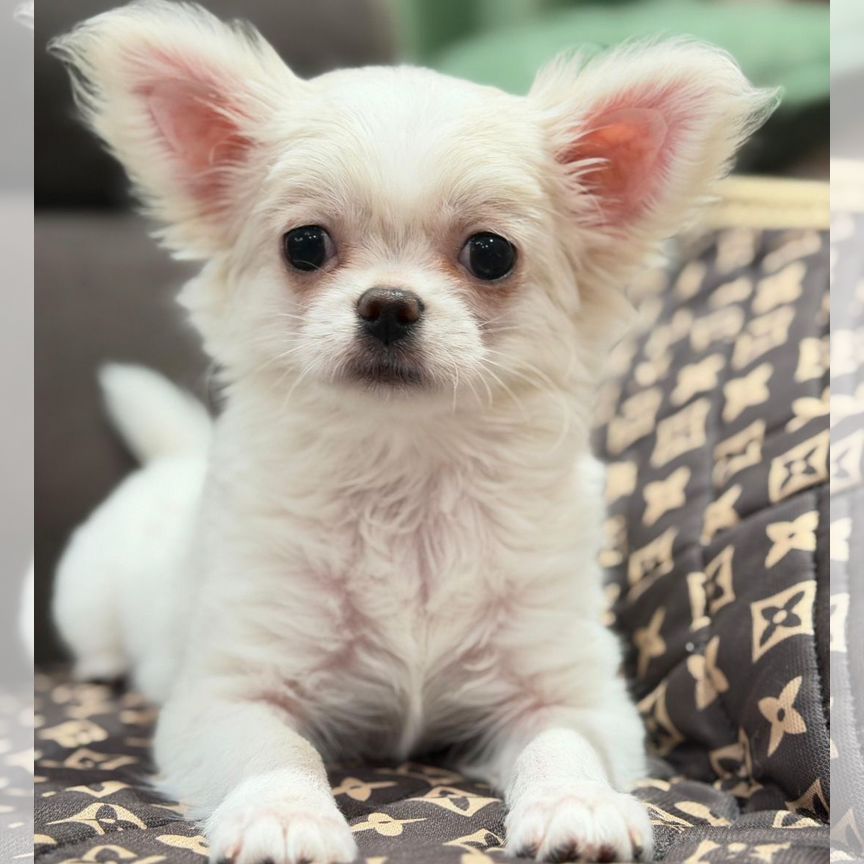 Чихуахуа, щенок