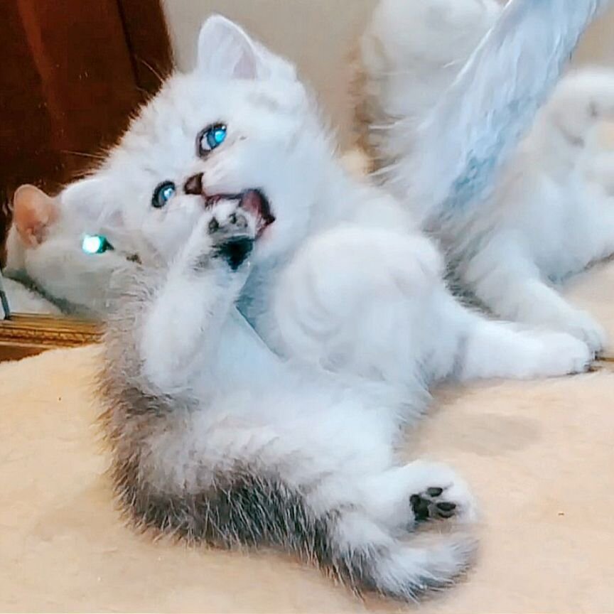 Британский короткошёрстный котёнок