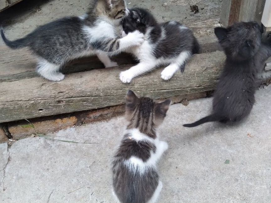 Отдам котят в добрые руки