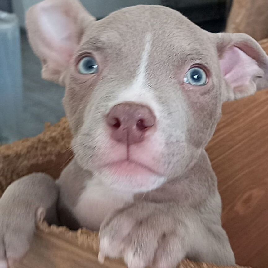 Американский Булли крутой паренек