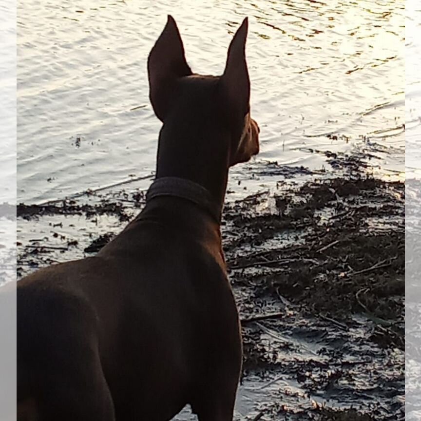 Доберман, 6 мес, кобель