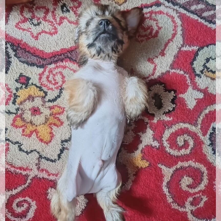 Русский той-терьер, щенок